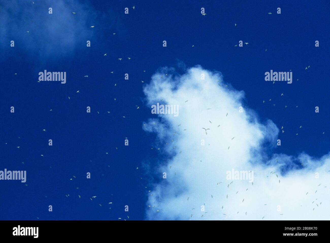 AFRICA, SEYCHELLES, BIRD ISLAND, SOOTY TERNS IN FLIGHT Stock Photo - Alamy