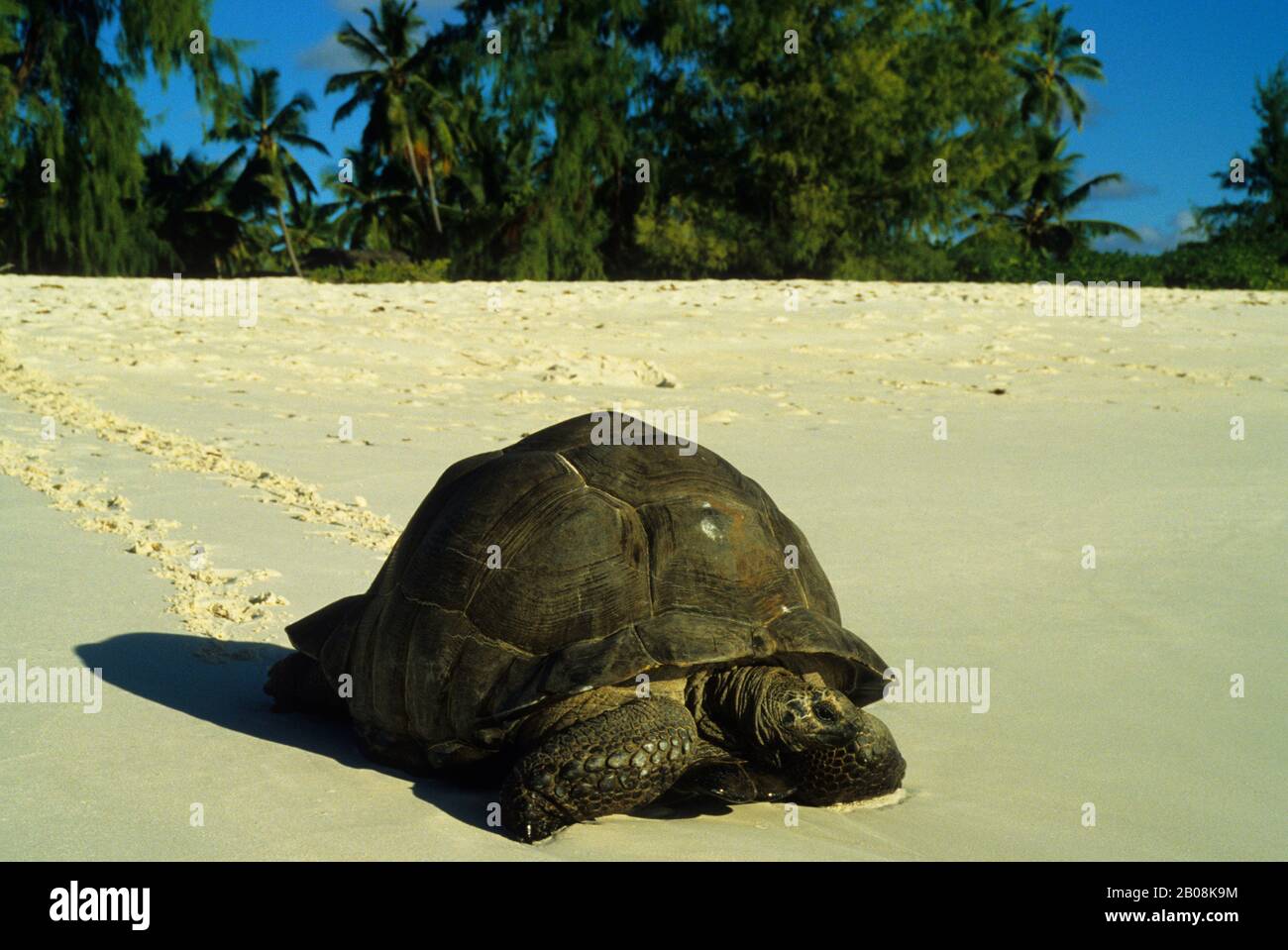 Seychelles tortoise beach hi-res stock photography and images - Alamy