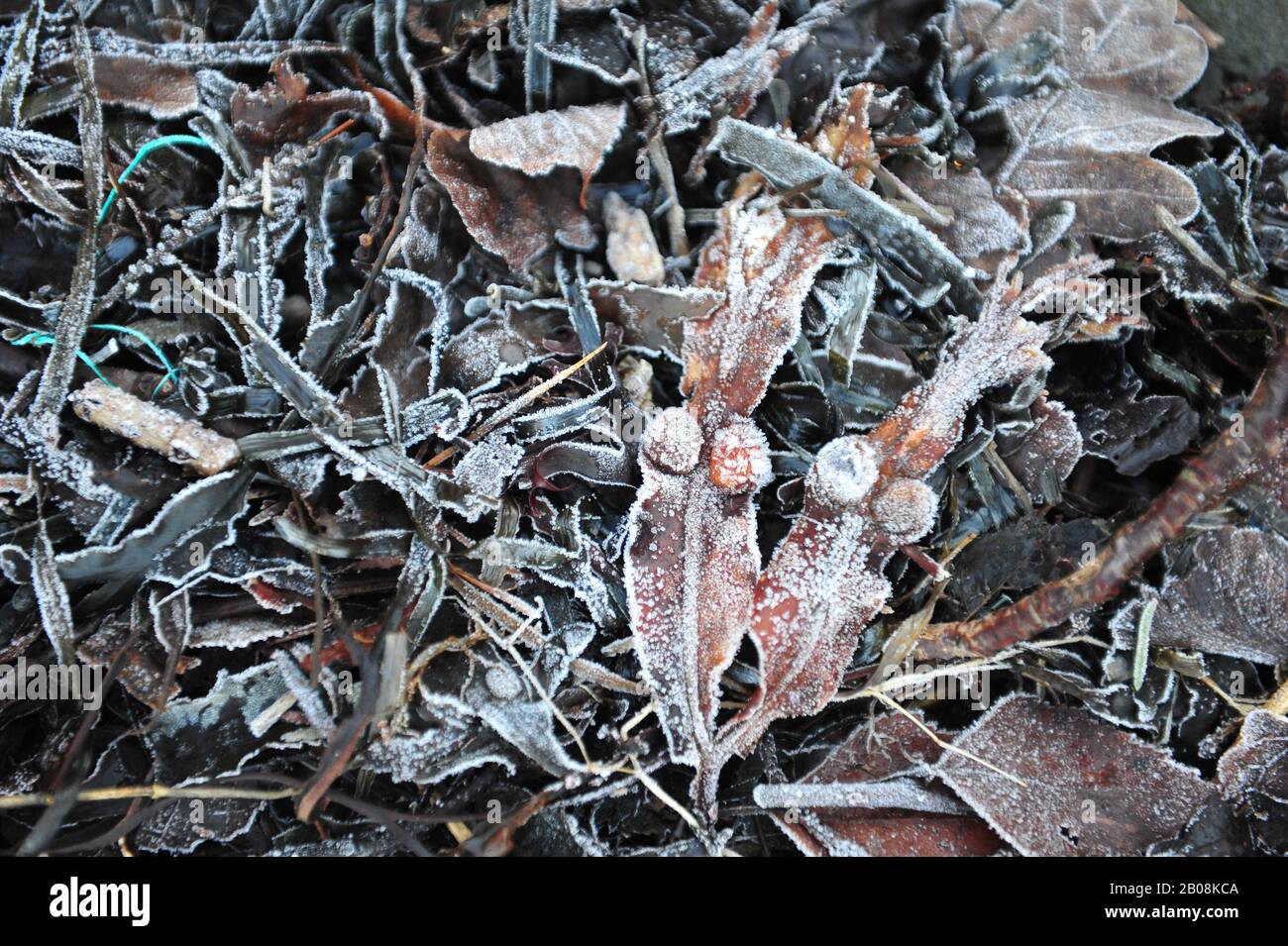 Frozen bladderwrack and seaweeds on the ground in winter. Natural ...