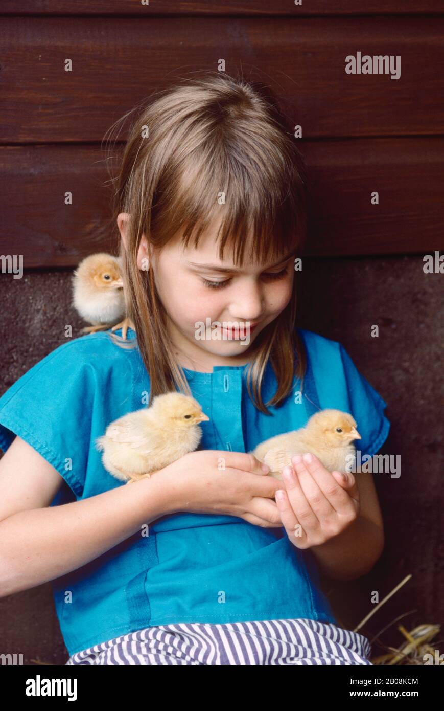 young girl holding newly hatched chicken chicks, three, by hen house ...