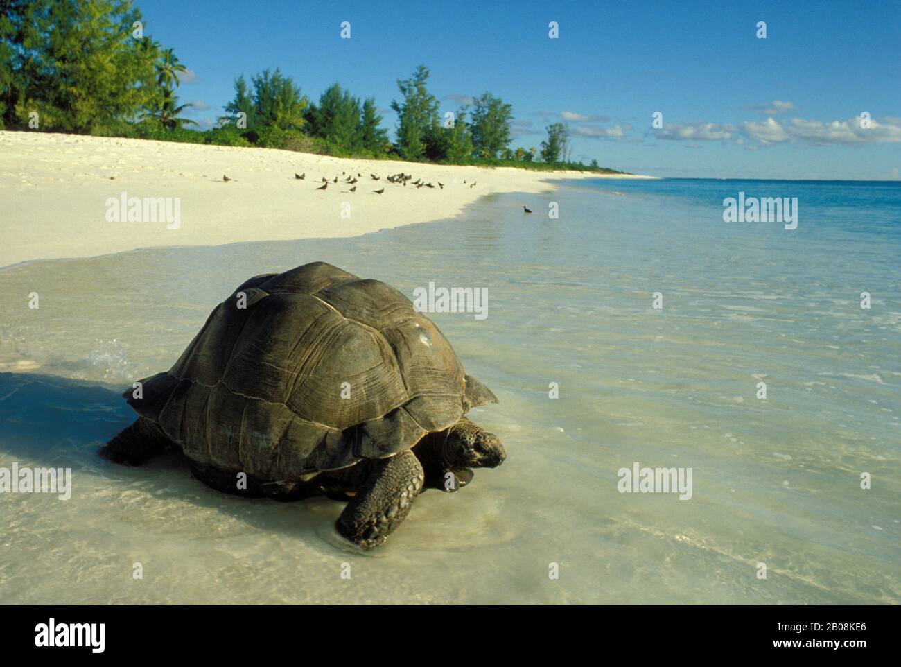 Cold ocean bird hi-res stock photography and images - Alamy