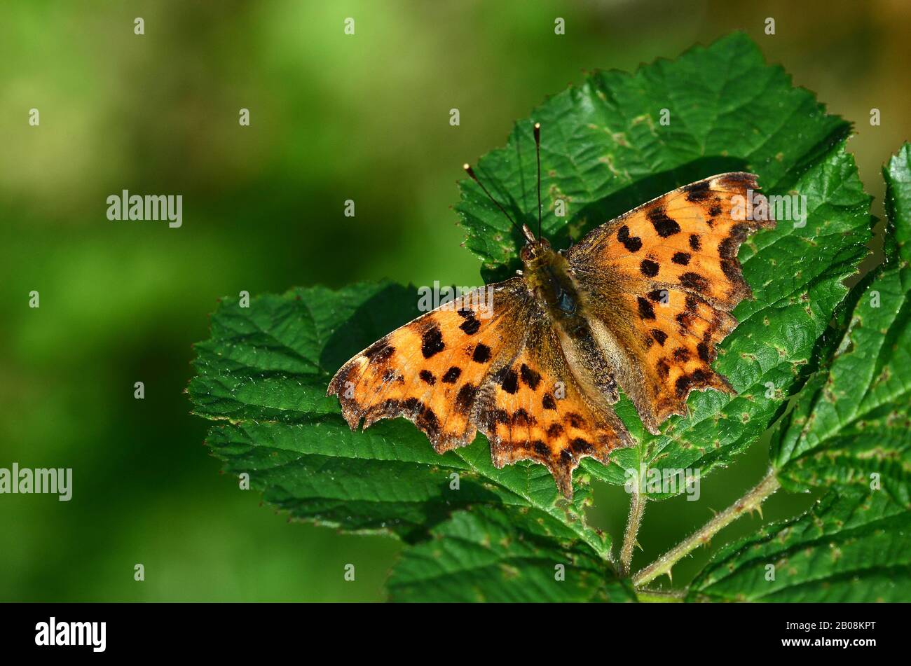 Photo of butterfly hi-res stock photography and images - Alamy
