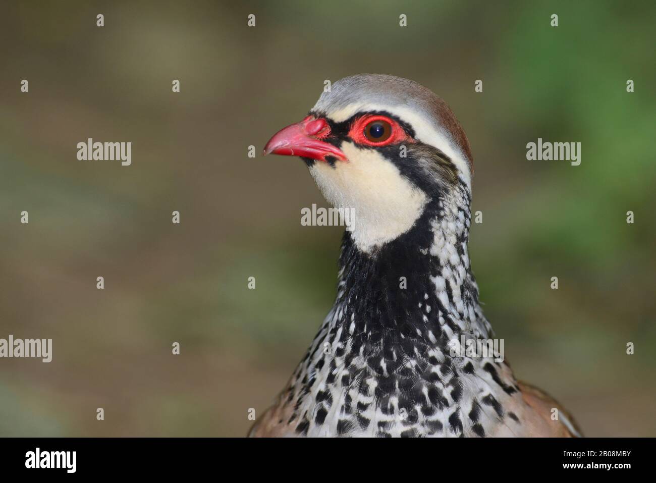 Partridge head game hi-res stock photography and images - Alamy
