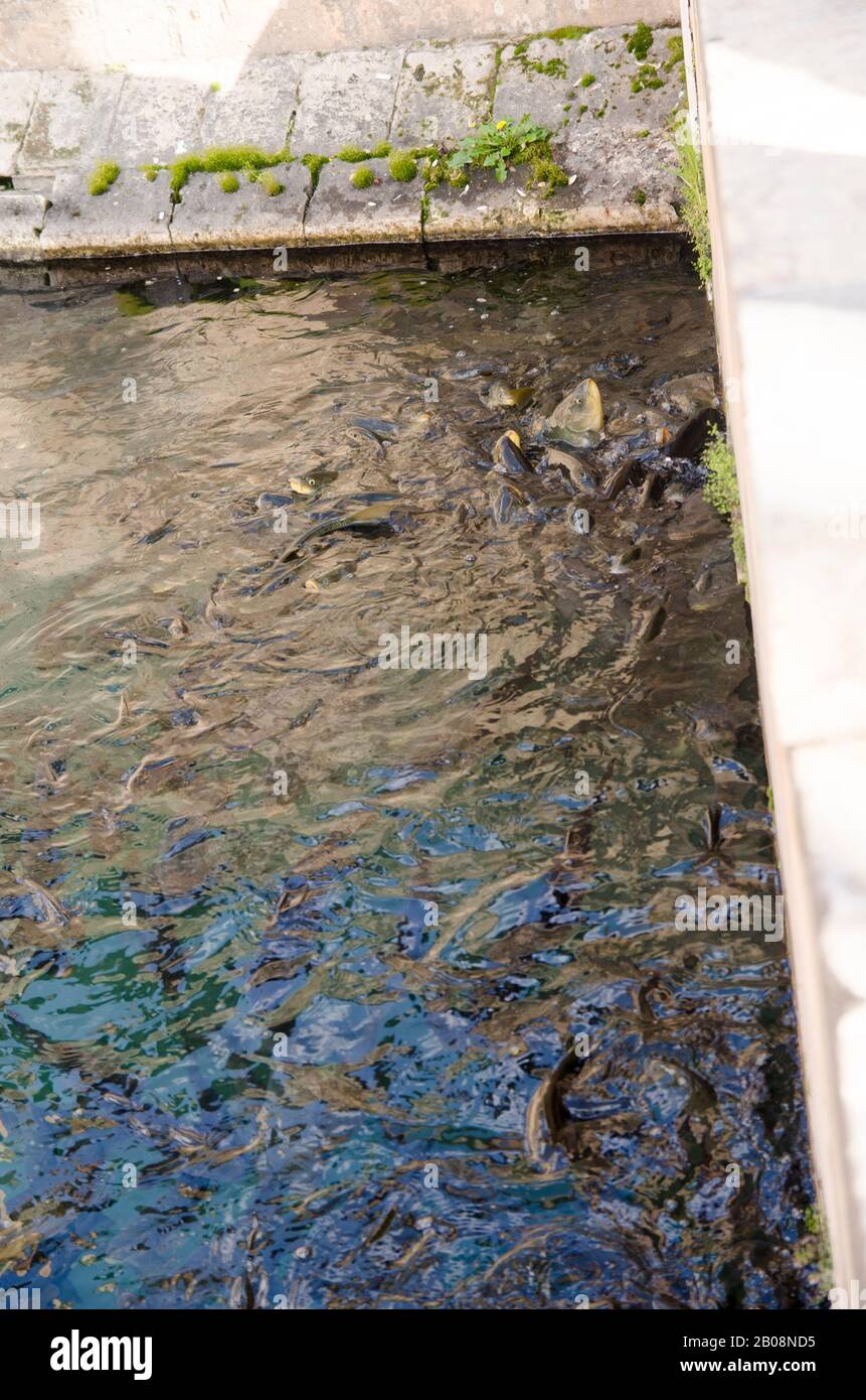 Fish Lake of Urfa, Balıklı Göl Stock Photo - Alamy