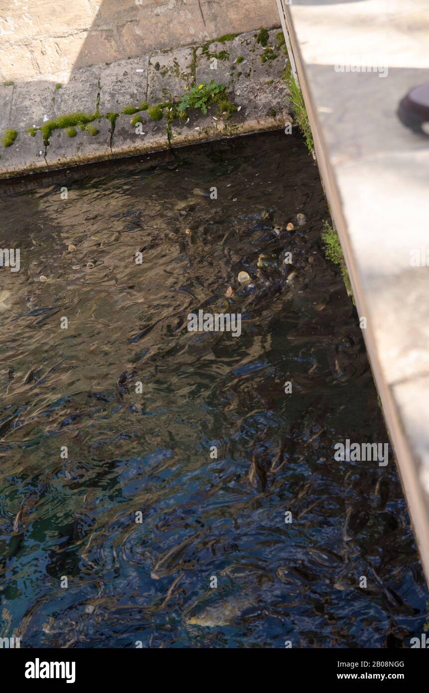 Fish Lake of Urfa, Balıklı Göl Stock Photo - Alamy
