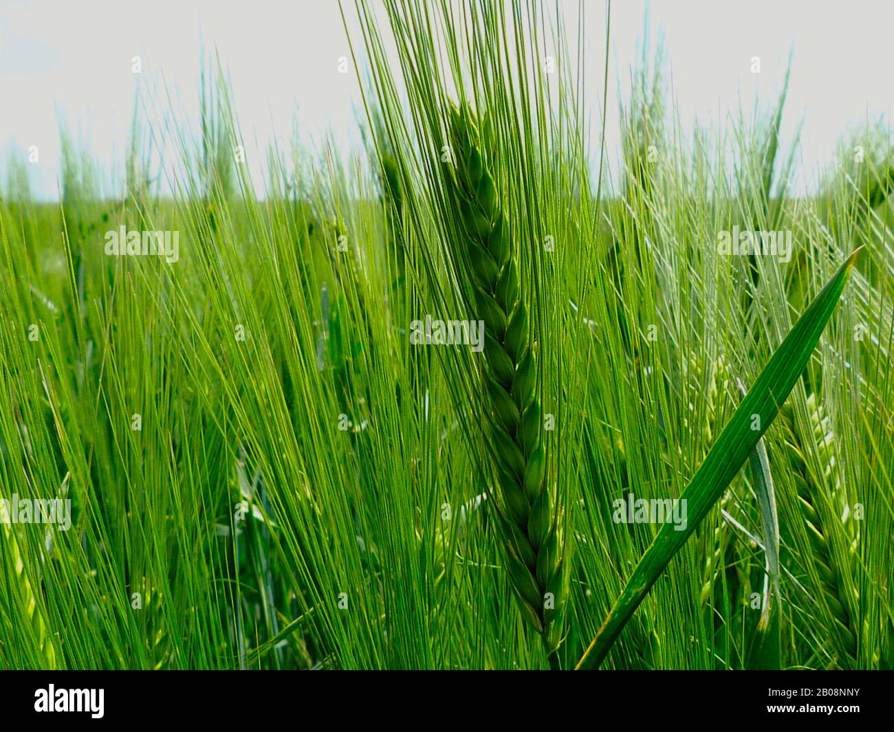 soft background of fresh green barley field close up view with crop ...