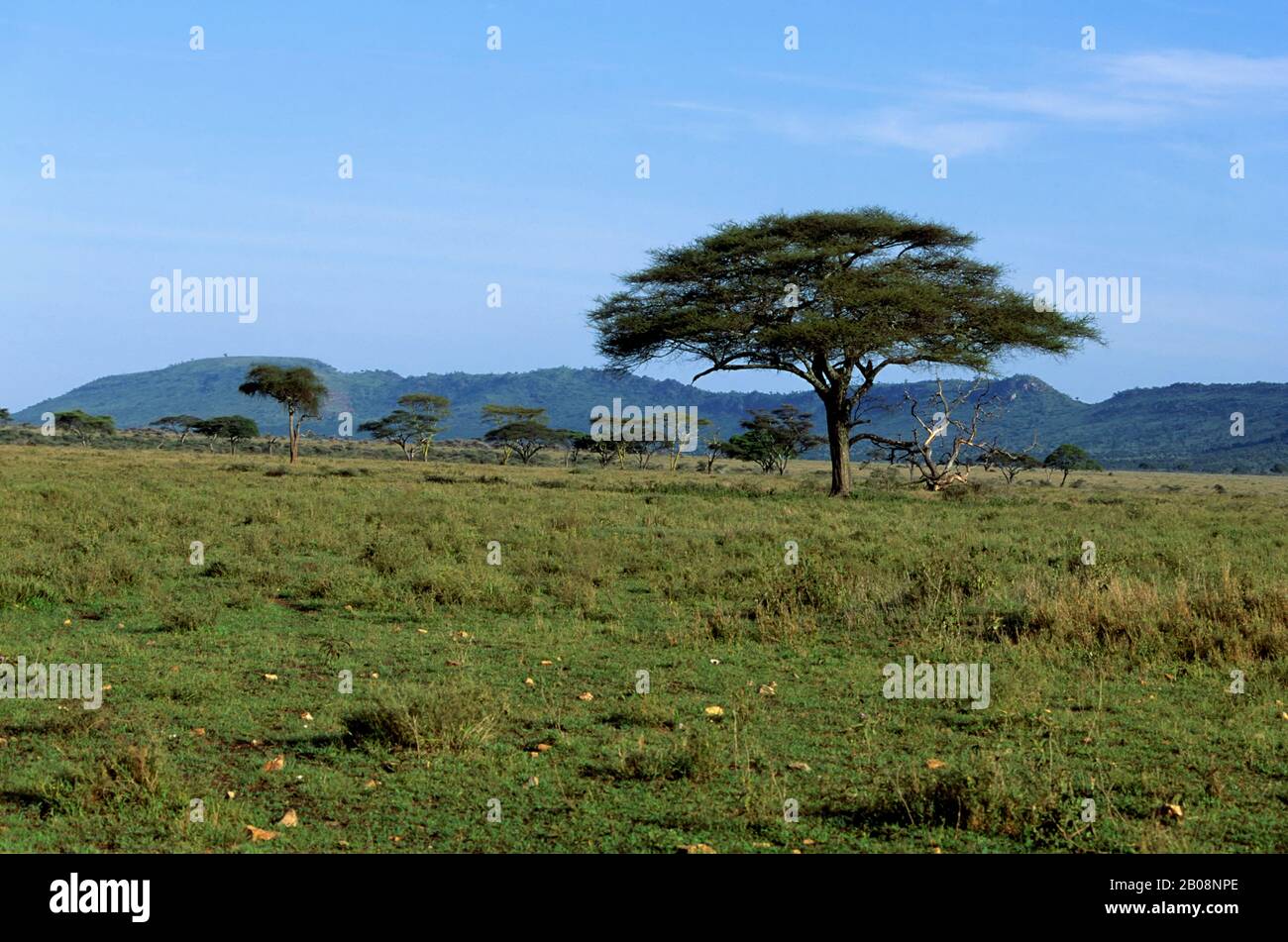 TANZANIA, SERENGETI, ACACIA TREES Stock Photo - Alamy