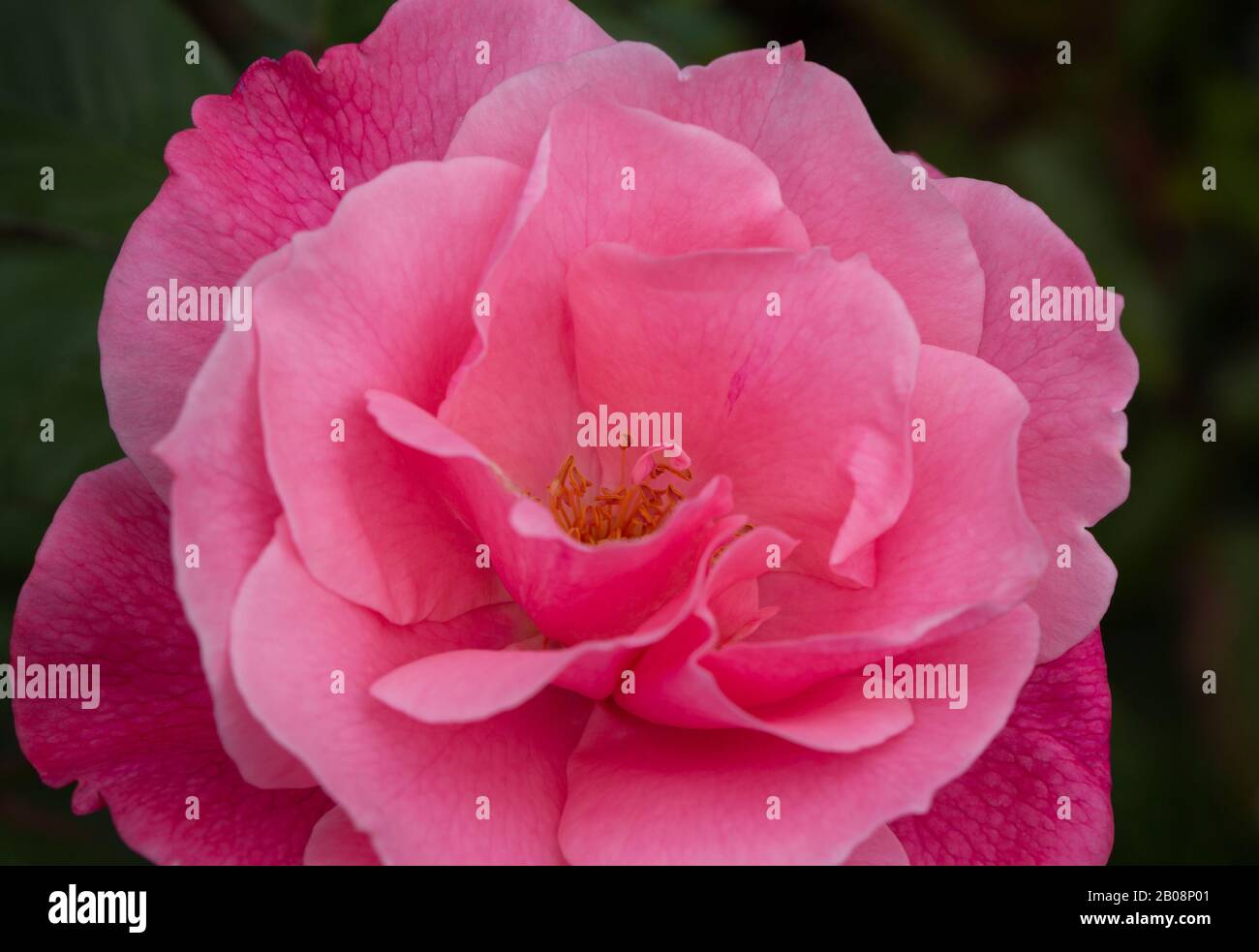 Beautiful perfect pink rose in hi-res stock photography and images - Alamy