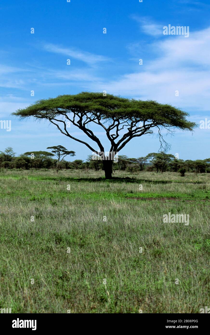 Umbrella acacia tree hi-res stock photography and images - Alamy