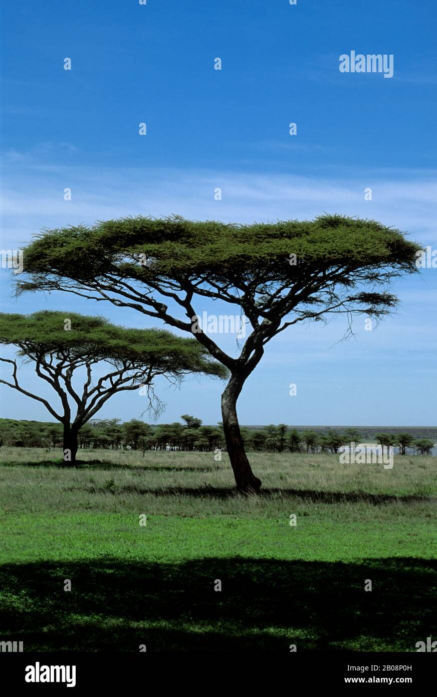 African umbrella acacia tree hi-res stock photography and images - Alamy