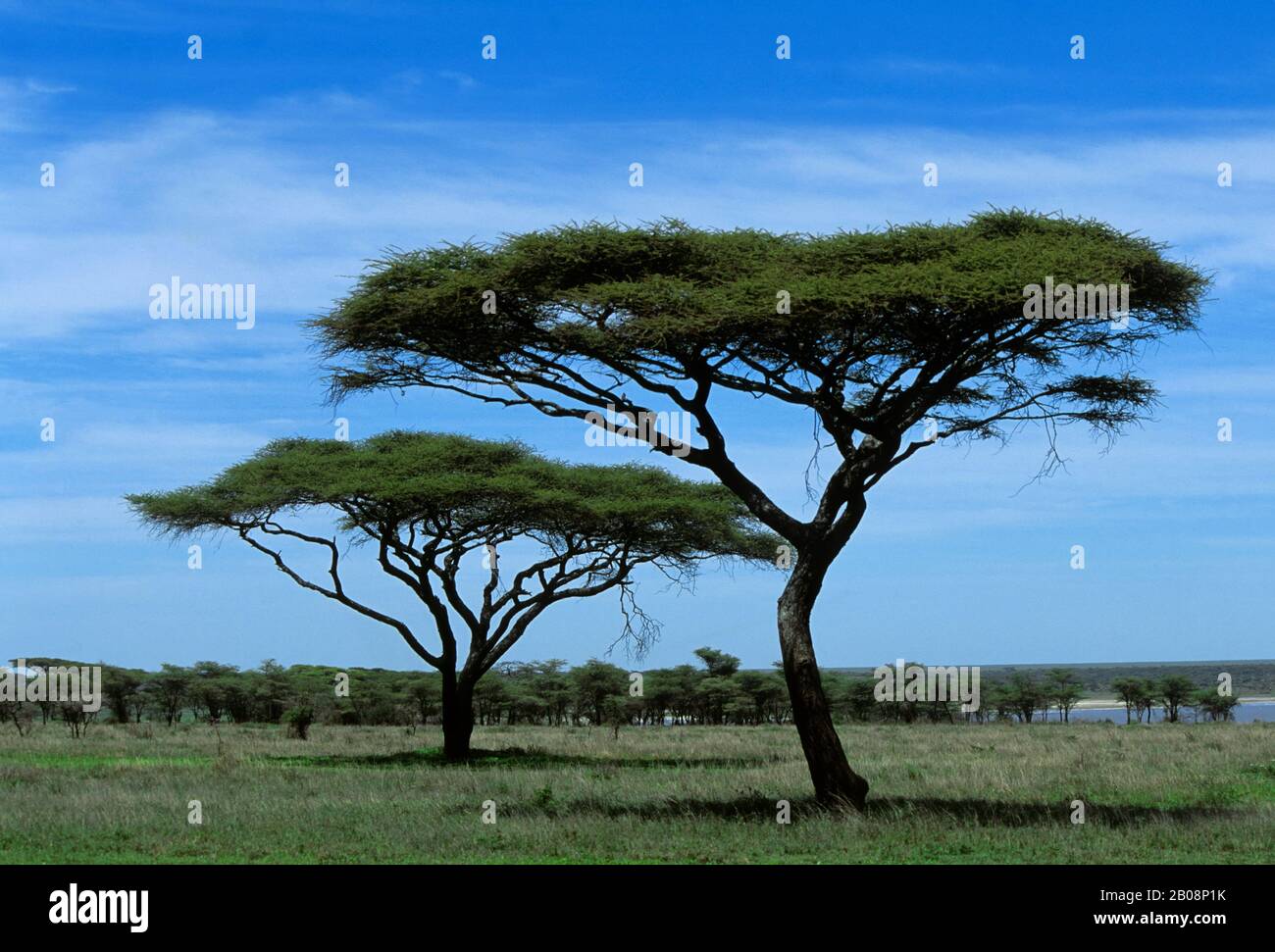 TANZANIA, SERENGETI, UMBRELLA ACACIA TREE, Acacia tortilis Stock Photo ...