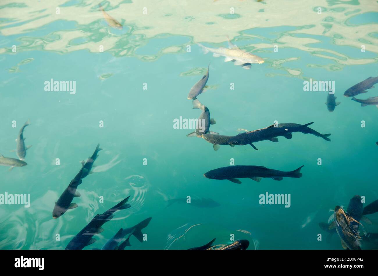 Fish Lake of Urfa, Balıklı Göl Stock Photo - Alamy