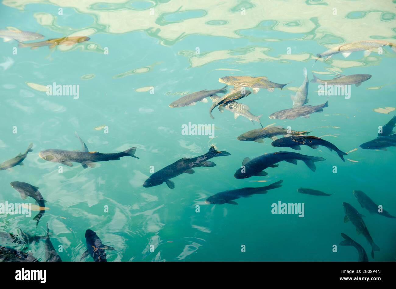 Fish Lake of Urfa, Balıklı Göl Stock Photo - Alamy
