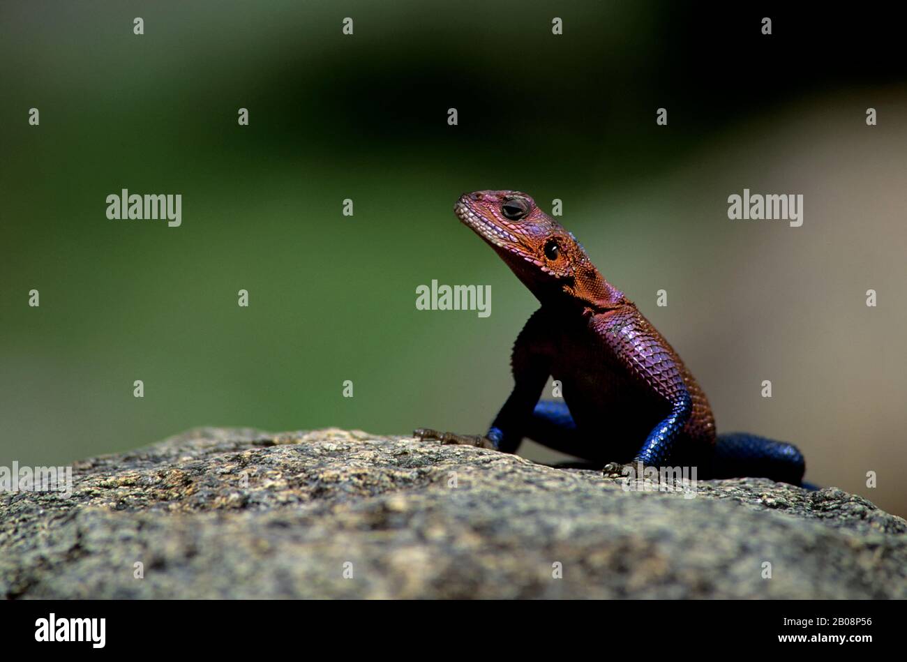 TANZANIA, SERENGETI, KOPJE (ROCK FORMATION), AGAMA LIZARD, MALE Stock ...