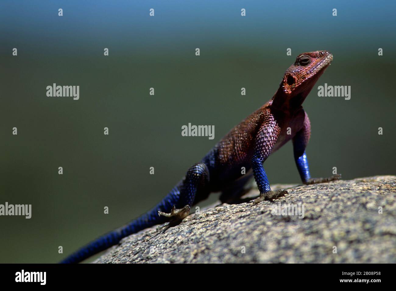 TANZANIA, SERENGETI, KOPJE (ROCK FORMATION), AGAMA LIZARD, MALE Stock ...