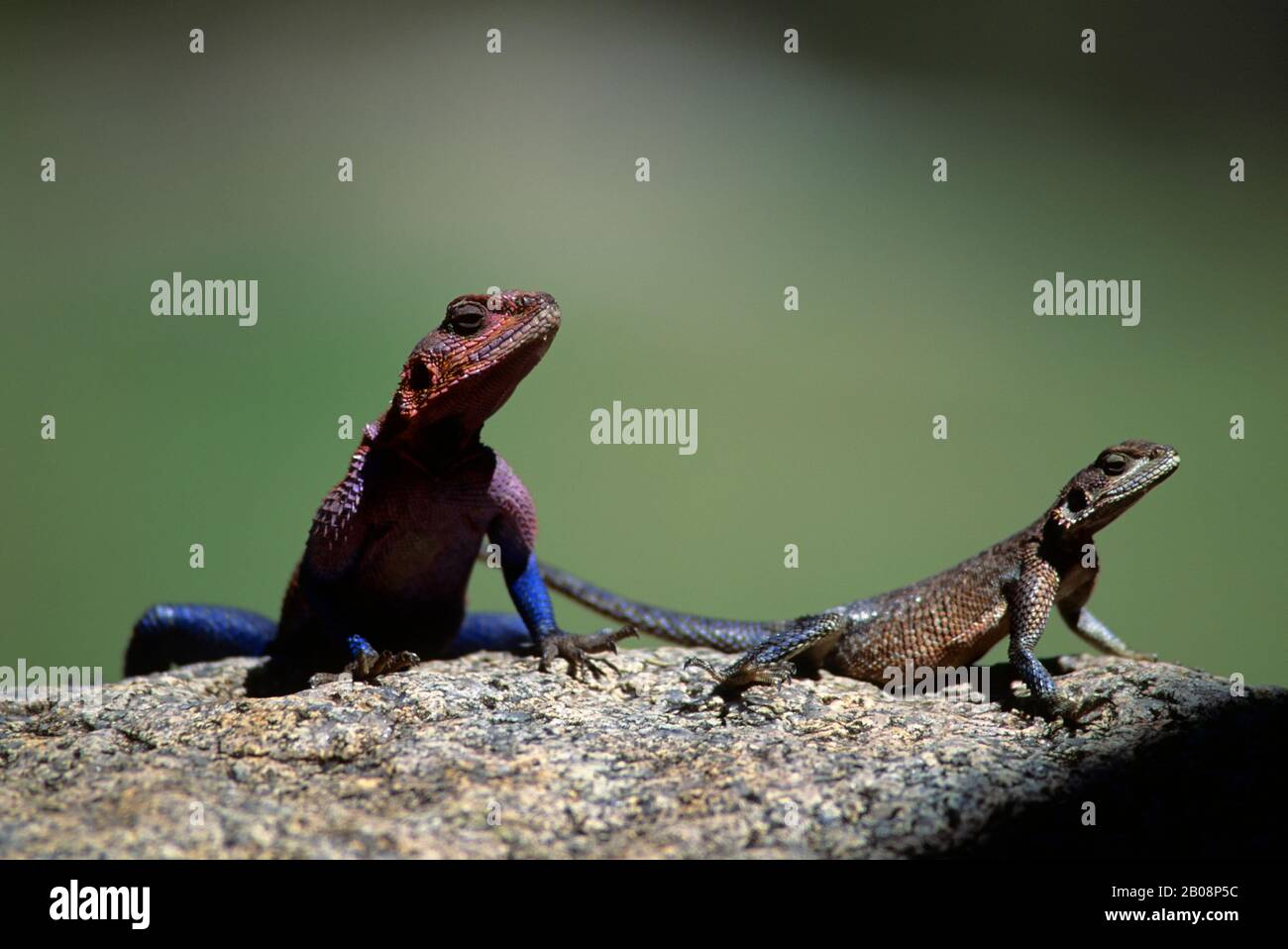 Female lizards hi-res stock photography and images - Alamy