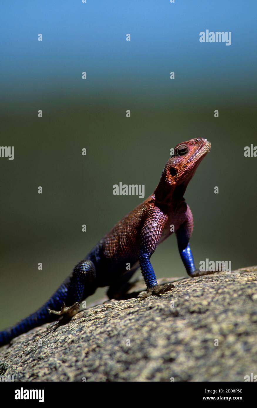 TANZANIA, SERENGETI, KOPJE (ROCK FORMATION), AGAMA LIZARD, MALE Stock ...