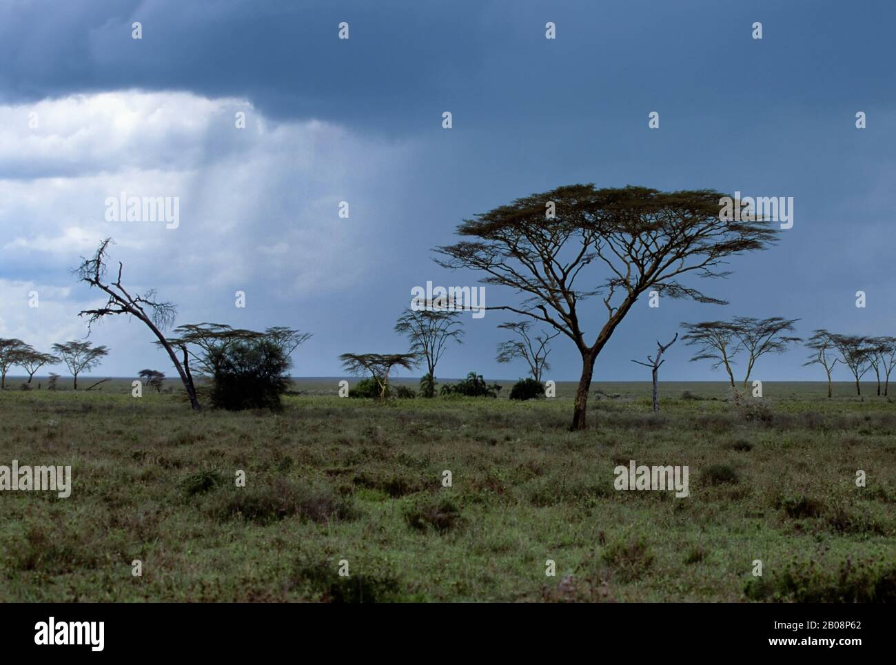 TANZANIA, SERENGETI, RAINFALL Stock Photo - Alamy