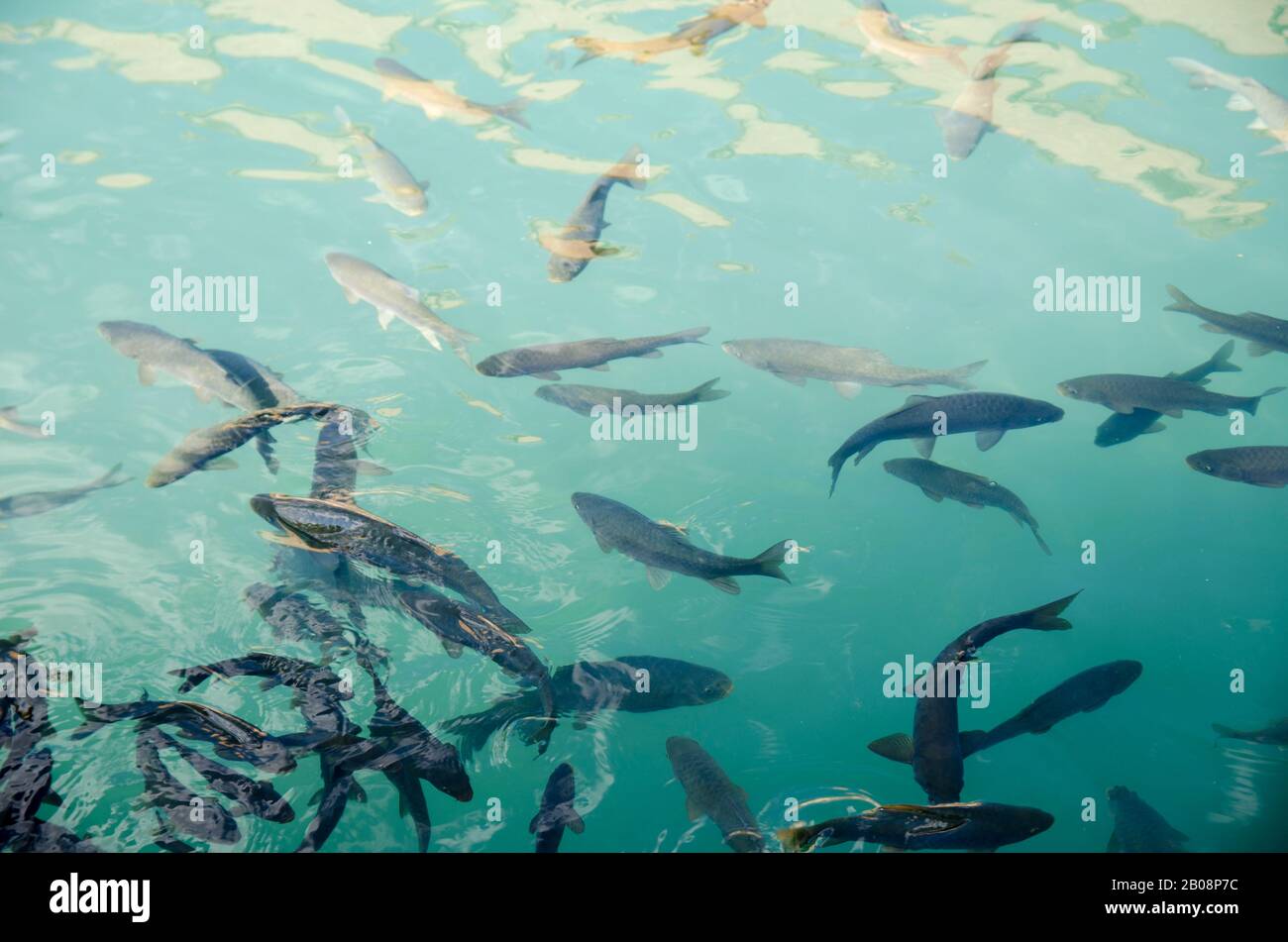 Fish Lake of Urfa, Balıklı Göl Stock Photo - Alamy