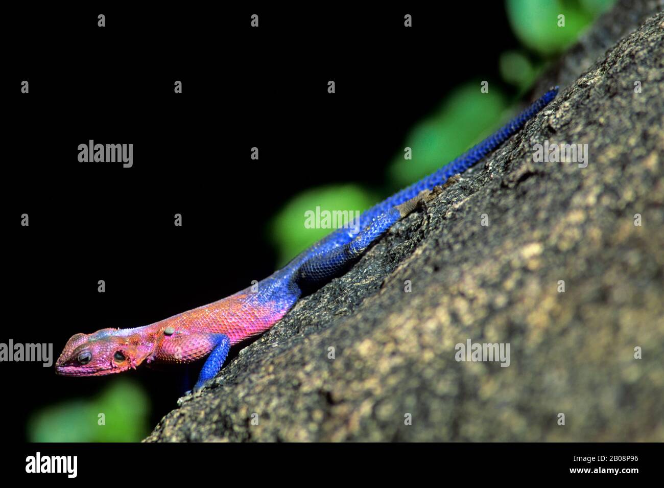 Kopje animals hi-res stock photography and images - Alamy