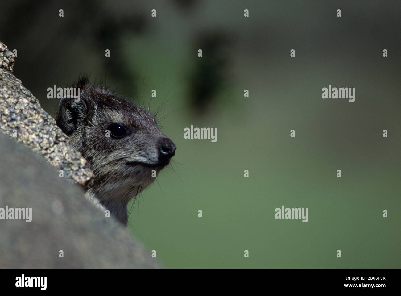 Kopje rock hi-res stock photography and images - Alamy