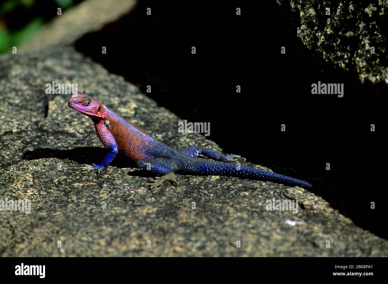 TANZANIA, SERENGETI, KOPJE (ROCK FORMATION), AGAMA LIZARD, MALE Stock ...