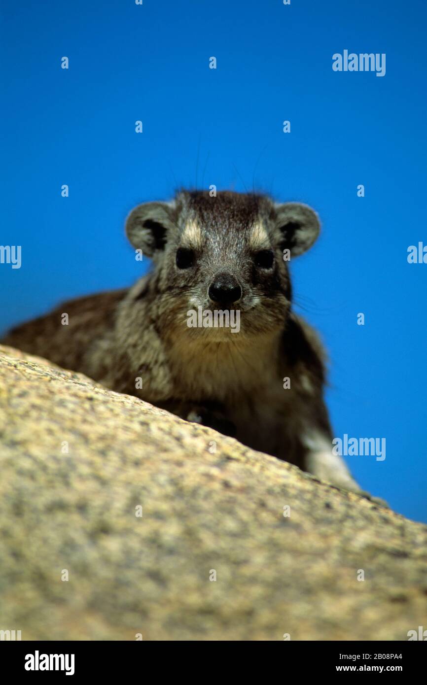 TANZANIA, SERENGETI, KOPJE (ROCK FORMATION), ROCK HYRAX Stock Photo - Alamy