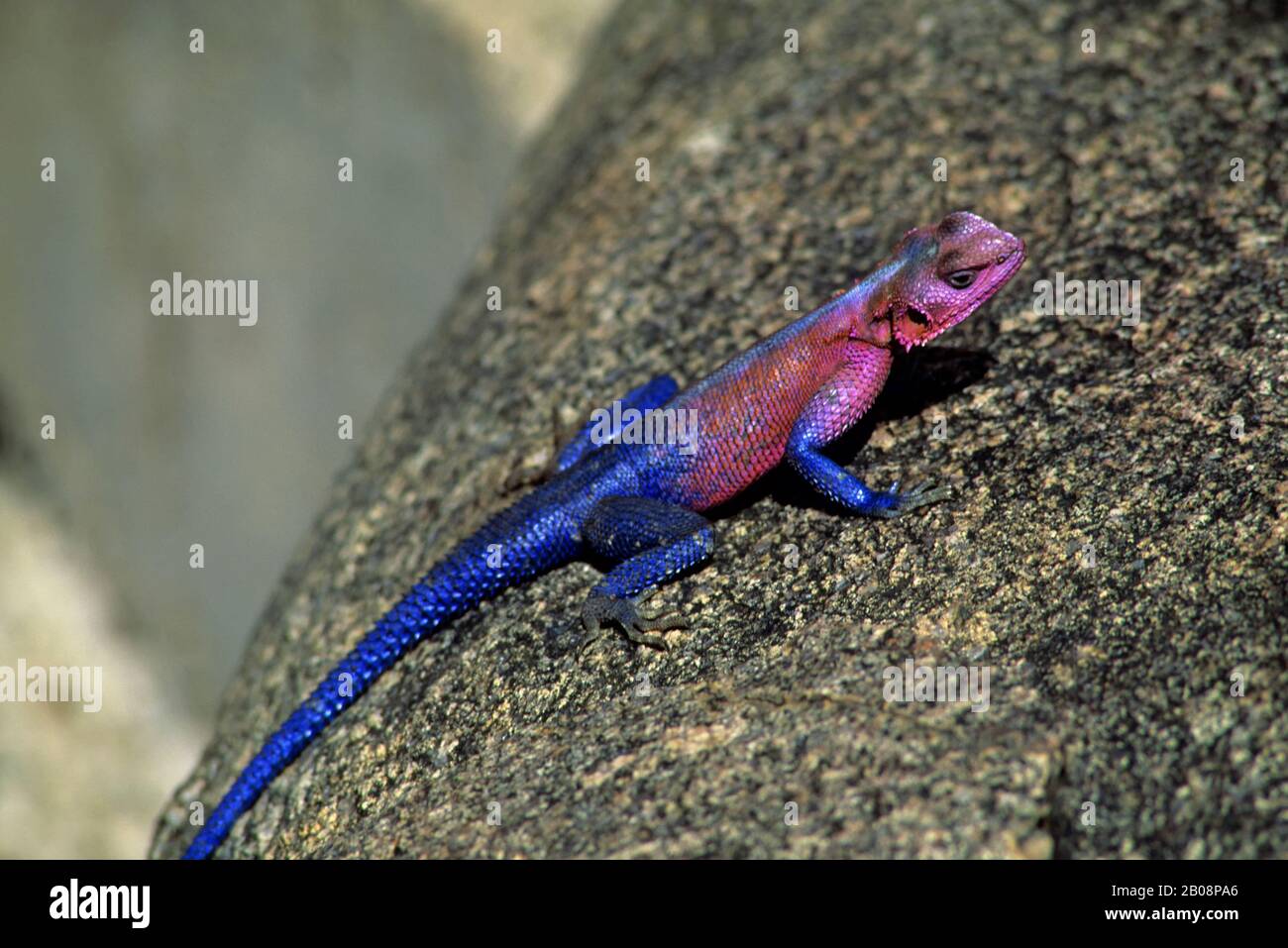 Kopje animals hi-res stock photography and images - Alamy
