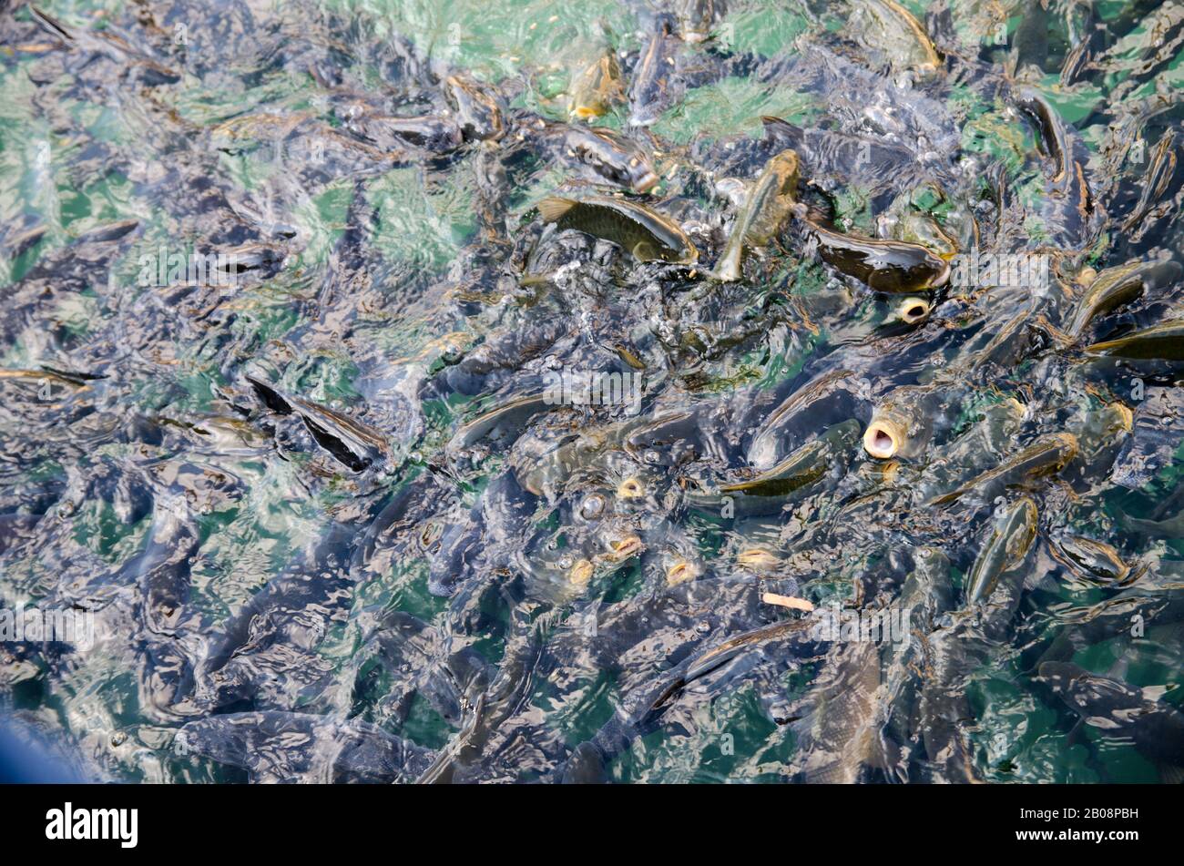 Fish Lake of Urfa, Balıklı Göl Stock Photo - Alamy
