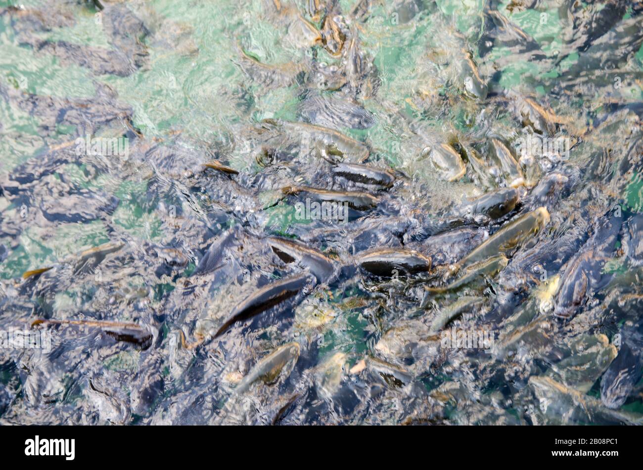 Fish Lake of Urfa, Balıklı Göl Stock Photo - Alamy