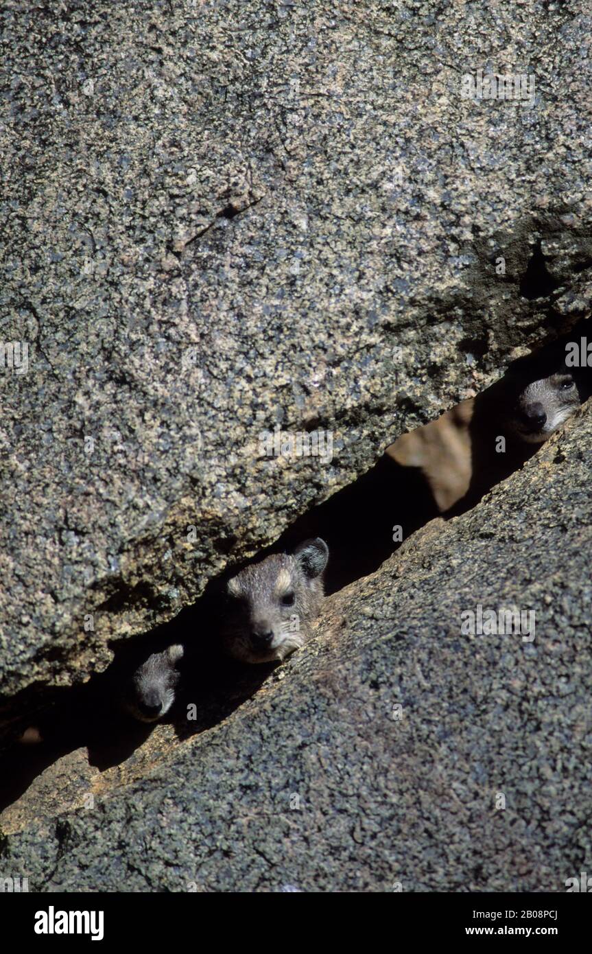 TANZANIA, SERENGETI, KOPJE (ROCK FORMATION), ROCK HYRAXES IN ROCK ...