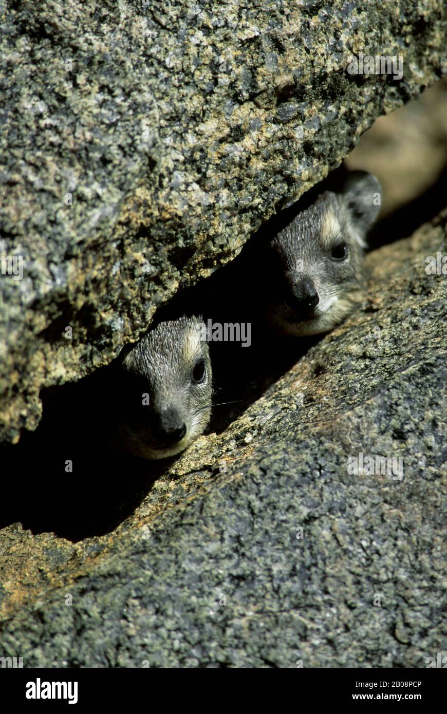 TANZANIA, SERENGETI, KOPJE (ROCK FORMATION), ROCK HYRAXES IN ROCK ...