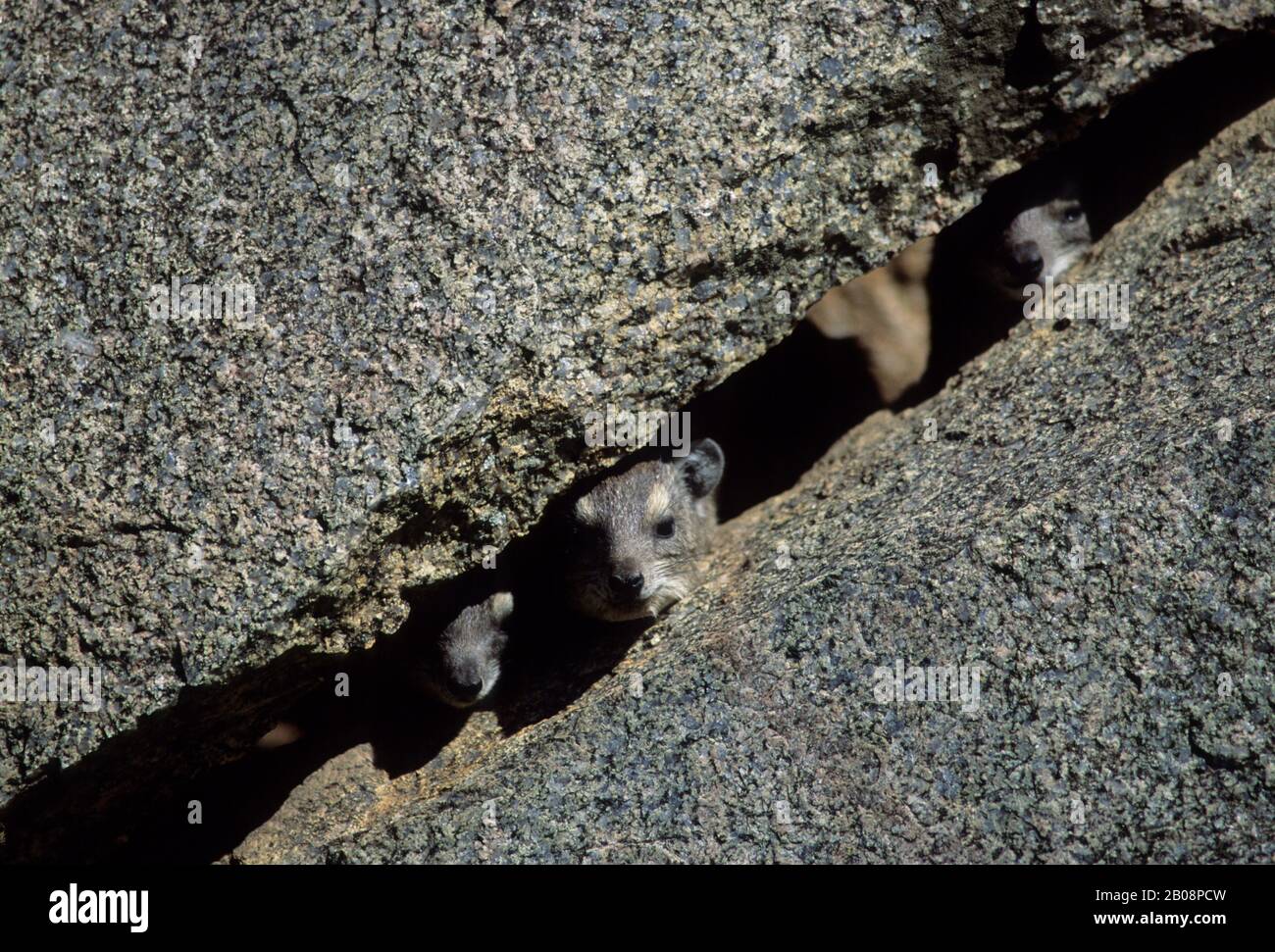 TANZANIA, SERENGETI, KOPJE (ROCK FORMATION), ROCK HYRAXES IN ROCK ...