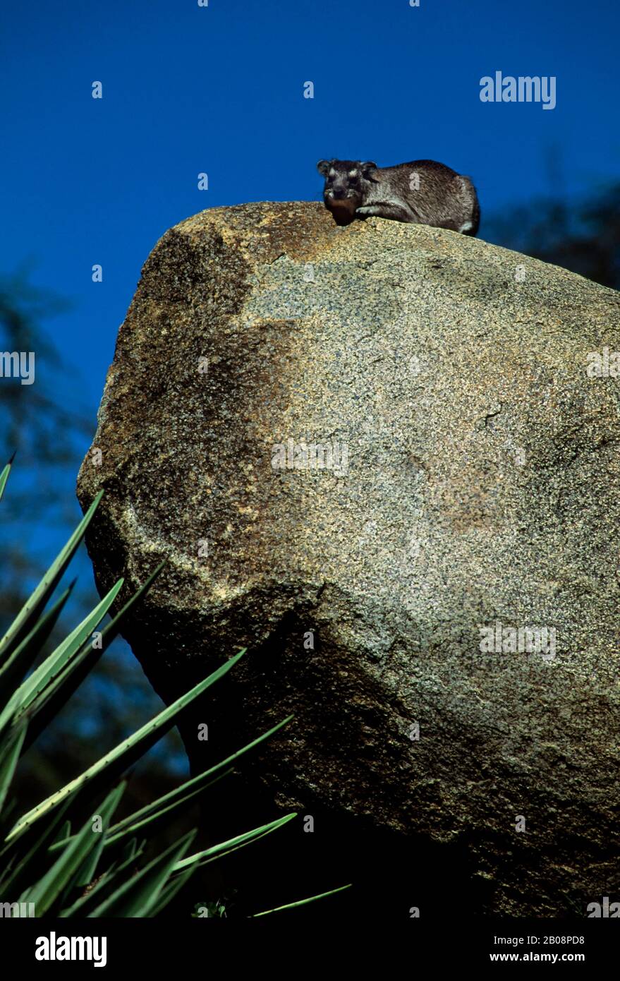 TANZANIA, SERENGETI, KOPJE (ROCK FORMATION), ROCK HYRAX Stock Photo - Alamy