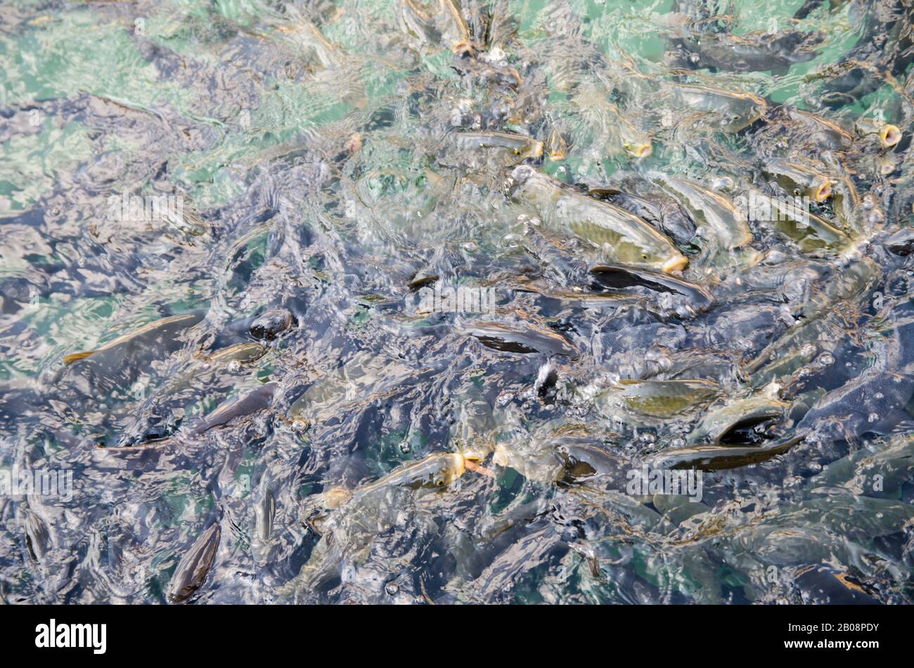 Fish Lake of Urfa, Balıklı Göl Stock Photo - Alamy