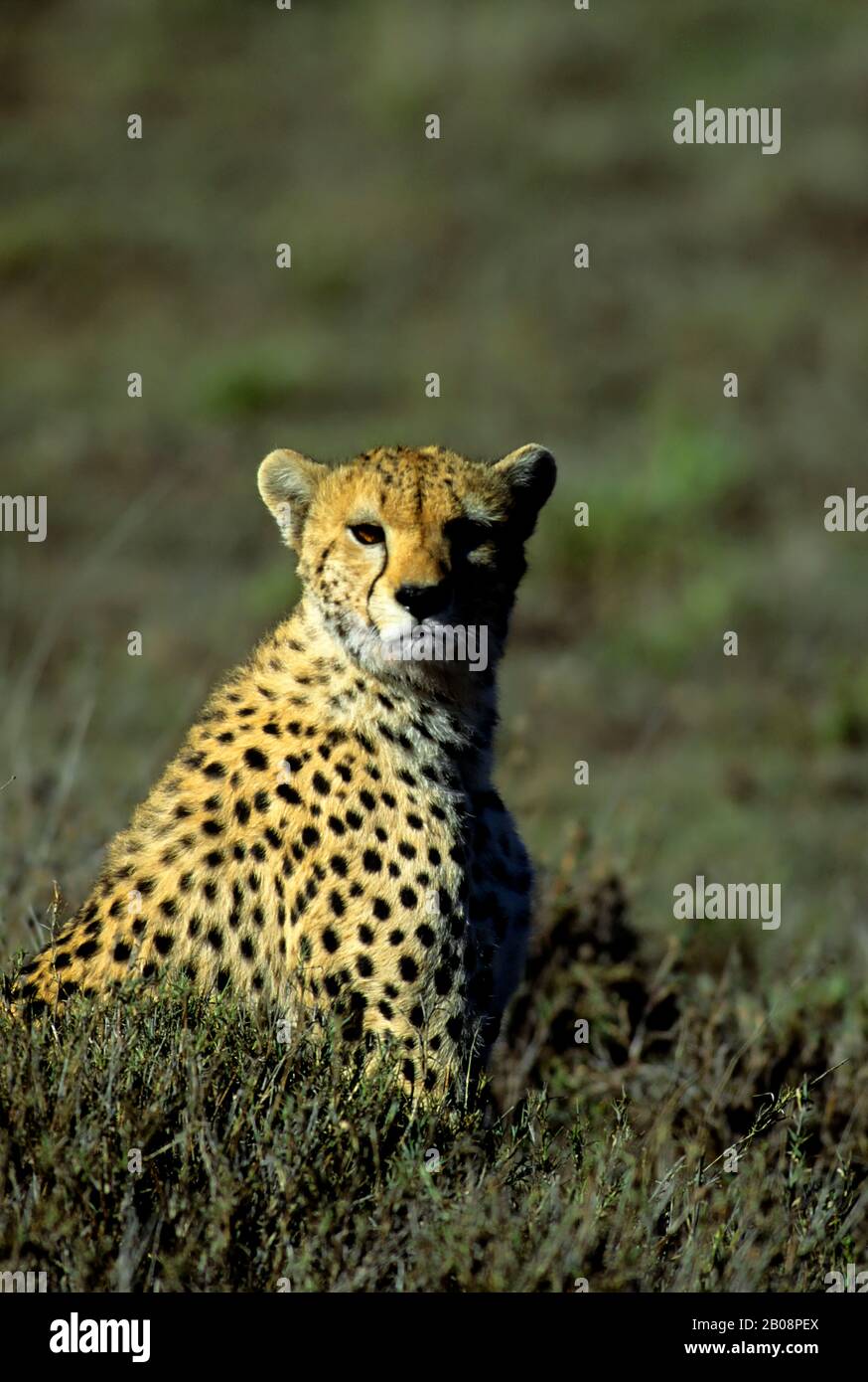 Serengeti predator prey hi-res stock photography and images - Alamy