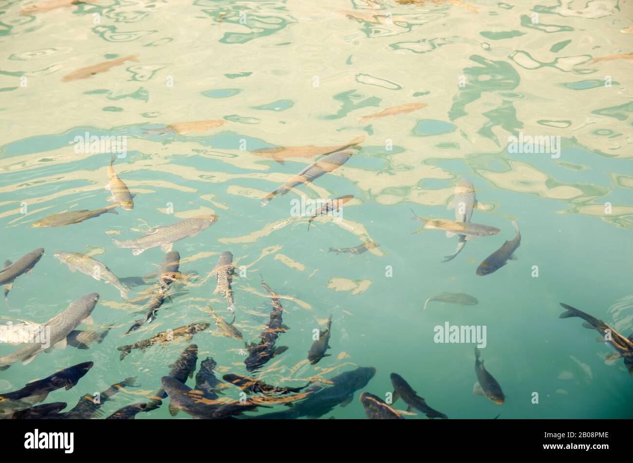 Urfa sacred pond hi-res stock photography and images - Alamy