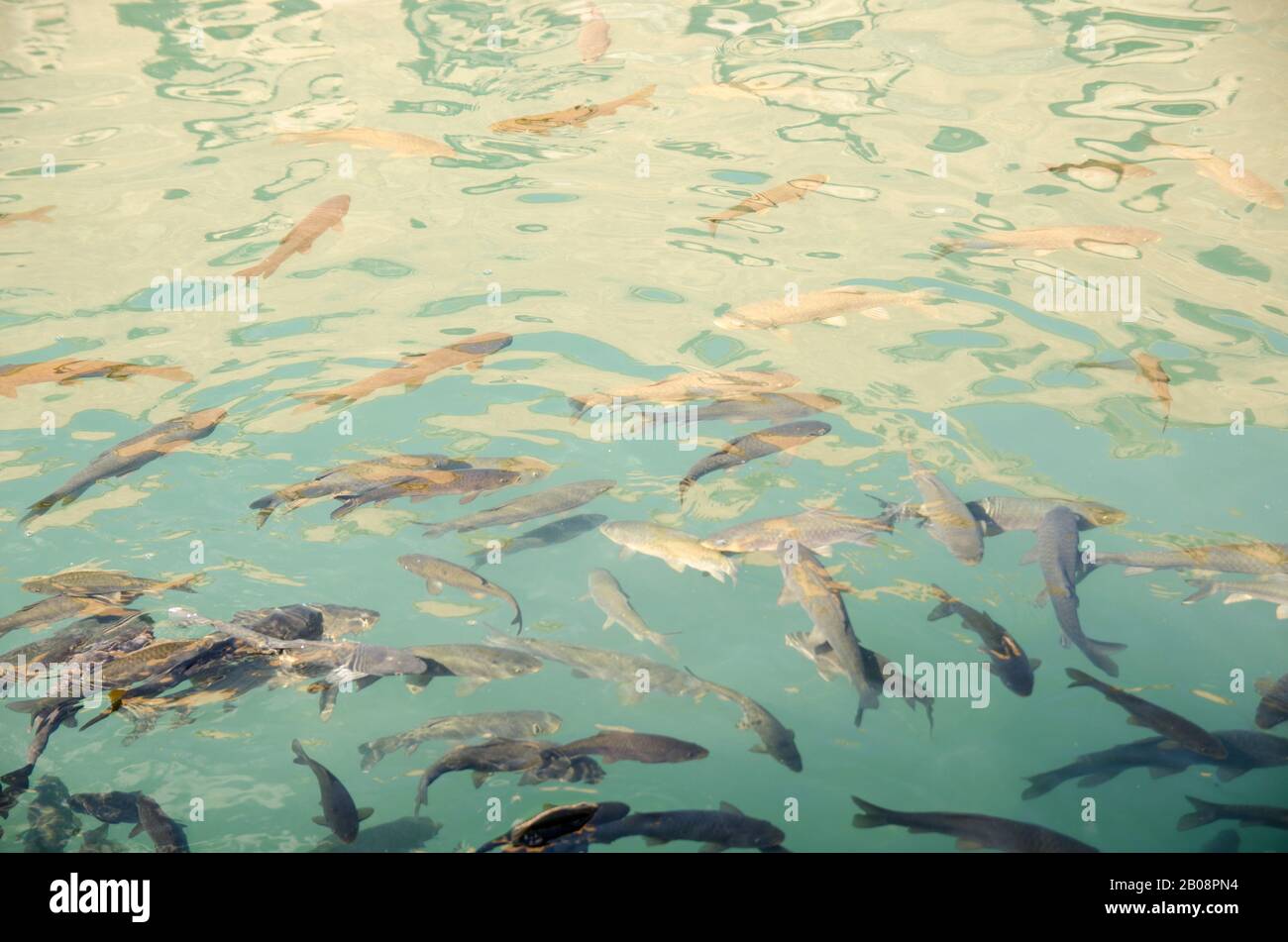 Fish Lake of Urfa, Balıklı Göl Stock Photo - Alamy