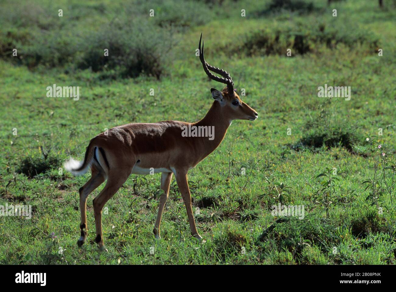 Male impala africa hi-res stock photography and images - Alamy