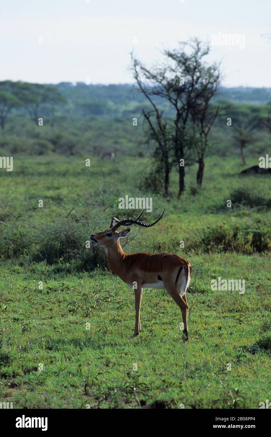 Male impala africa hi-res stock photography and images - Alamy