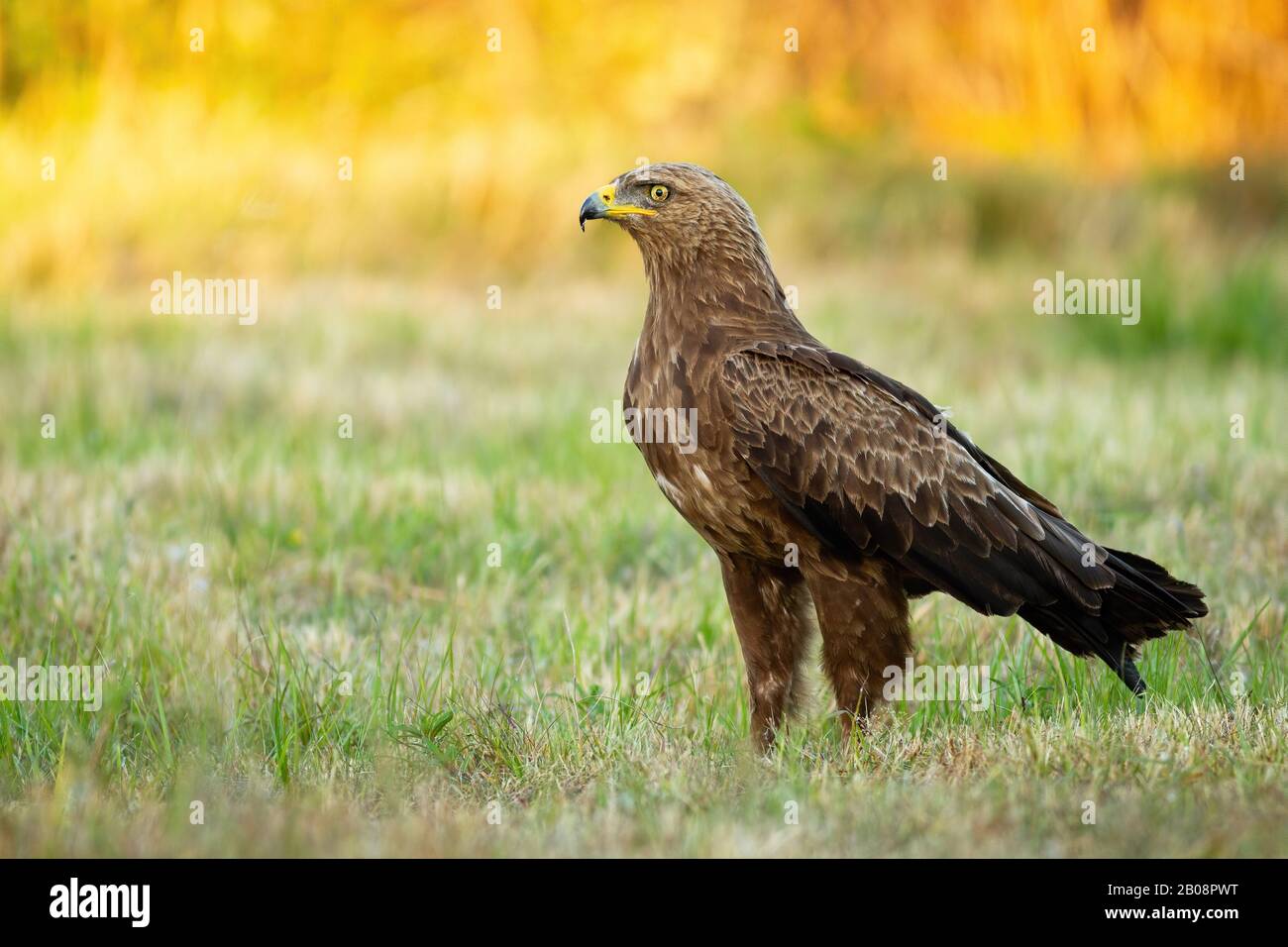 Lesser spotted eagle sitting in hi-res stock photography and images - Alamy