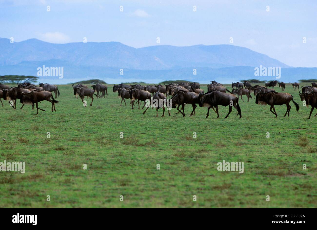 Serengeti Plains Facts For Kids