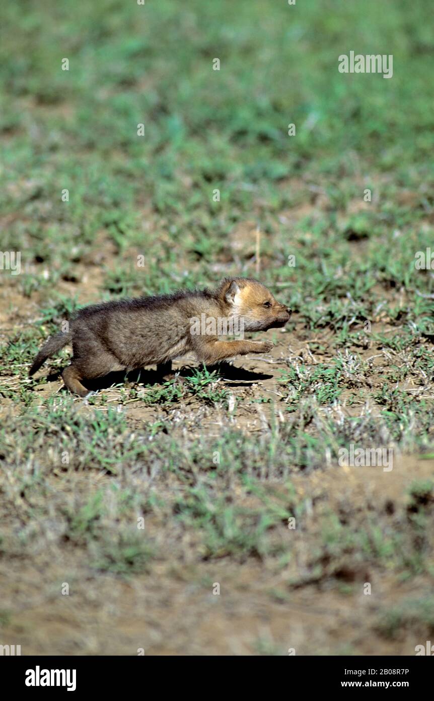 Baby black backed jackal hi-res stock photography and images - Alamy