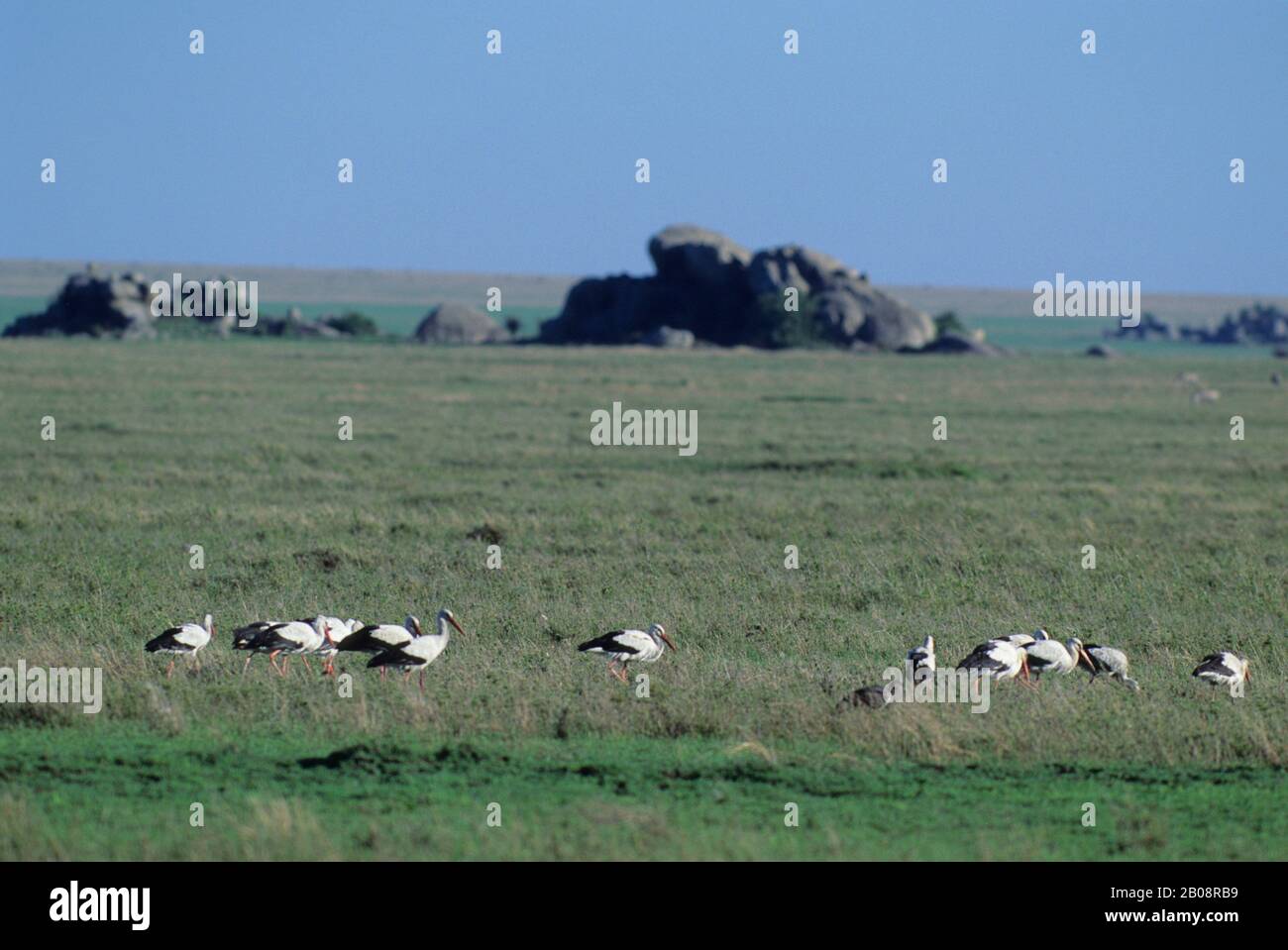 Storks of africa hi-res stock photography and images - Alamy