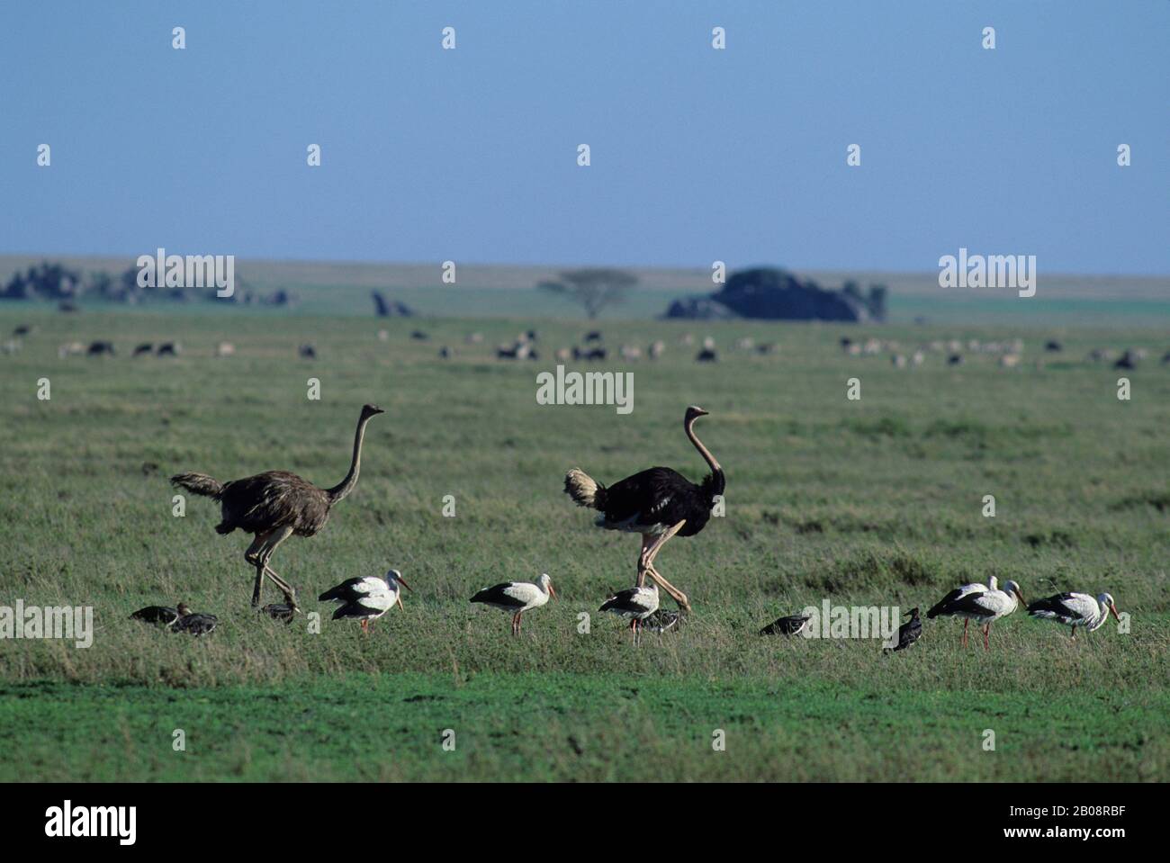 TANZANIA, SERENGETI, OSTRICH MALE (BLACK) AND FEMALE, AND EUROPEAN ...