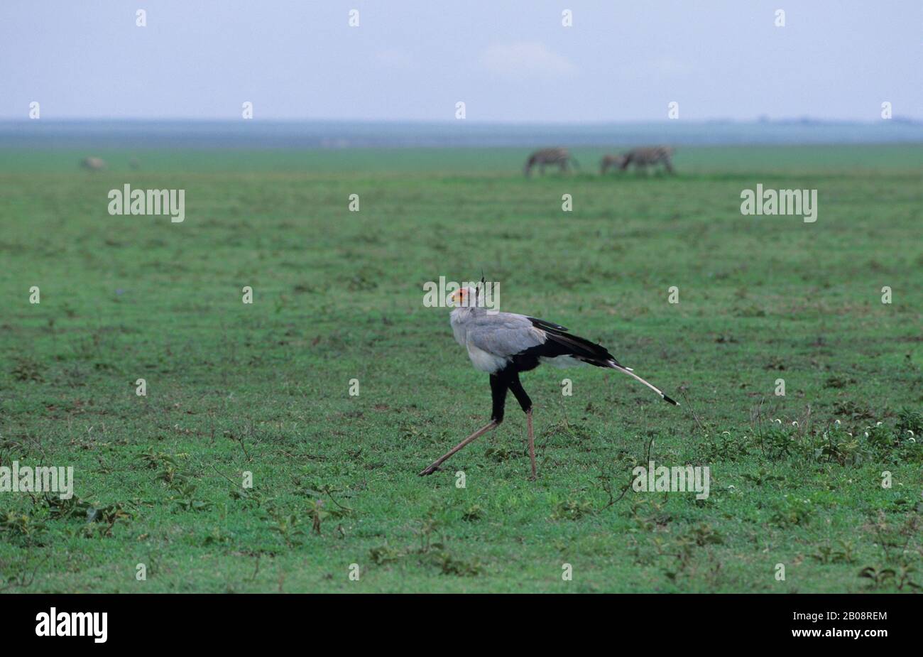 Secretary bird tanzania serengeti hi-res stock photography and images ...