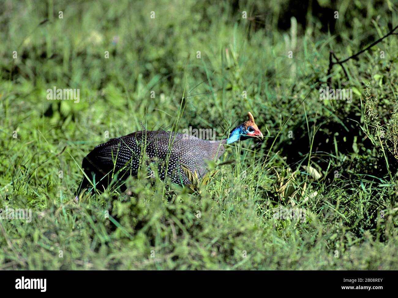 Helmeted guinea fowls hi-res stock photography and images - Alamy
