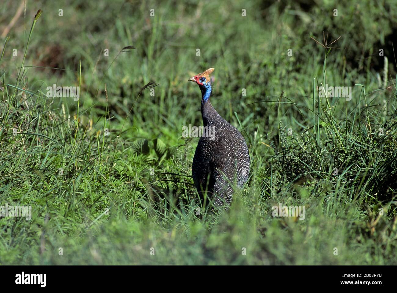 Helmeted guinea fowls hi-res stock photography and images - Alamy