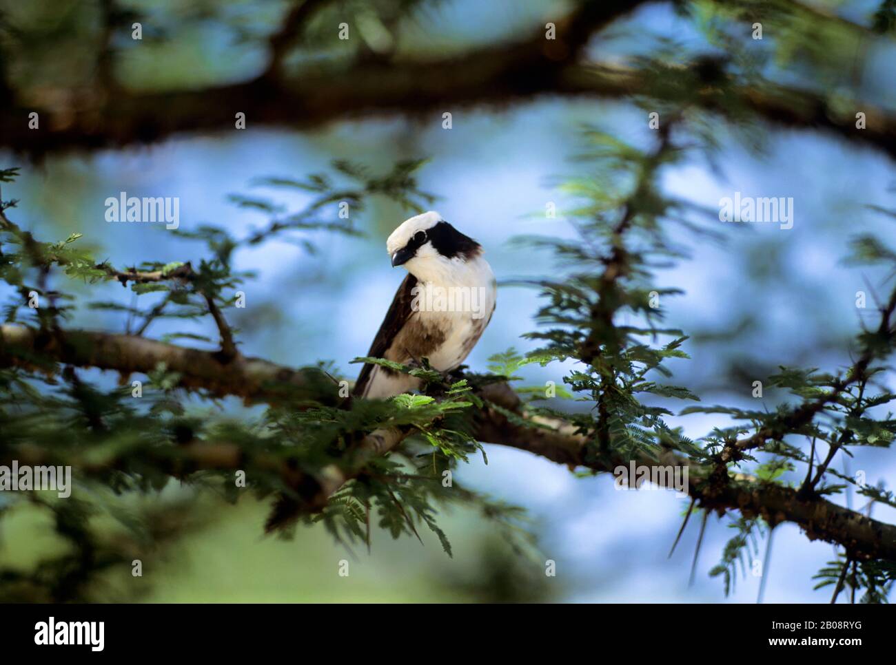 White crowned shrike eurocephalus rueppelli hi-res stock photography ...