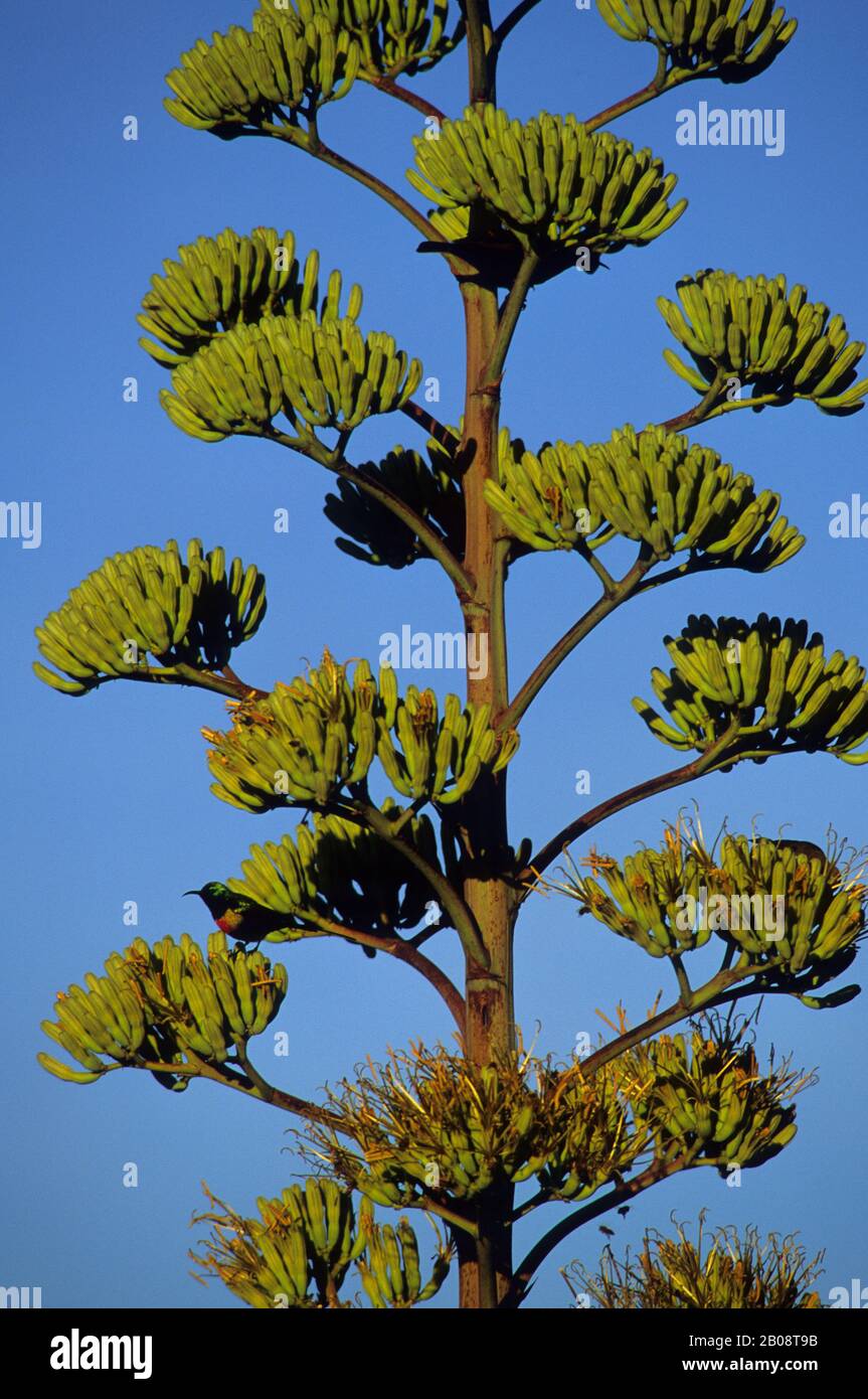 Sunbird pollination hi-res stock photography and images - Alamy